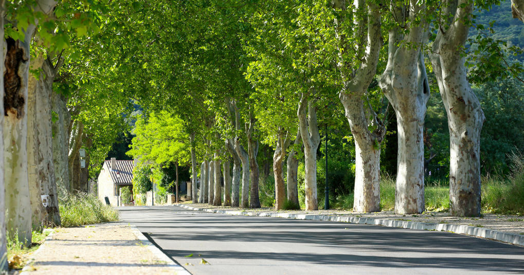 Alignements d'arbres : les nouvelles proc&...
