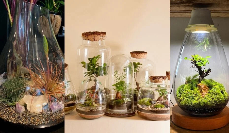 Elevate Your Indoor Garden: 25 Stunning Terrari...