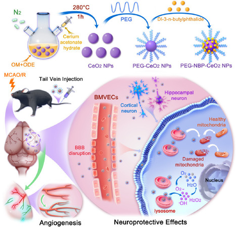 N-Acetyl cysteine amide and cerium oxide nanopa...