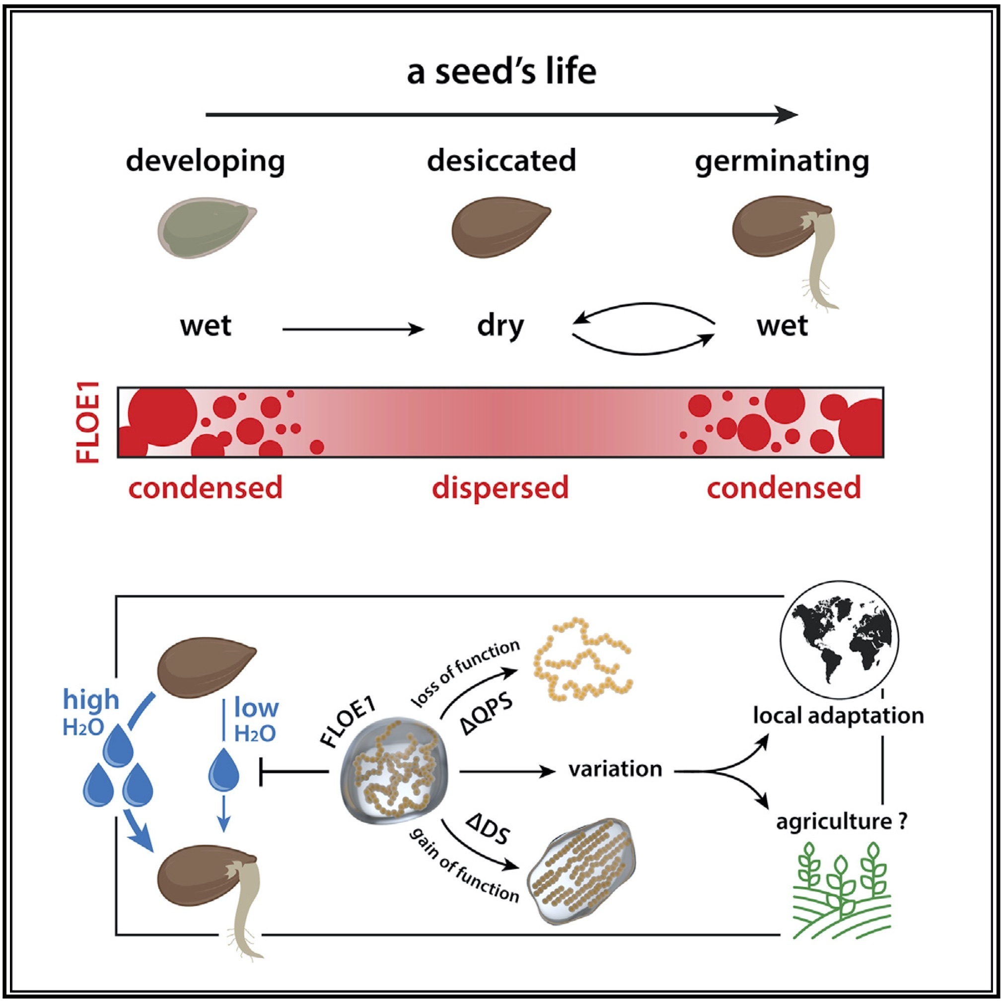 A prion-like protein regulator of seed germinat...