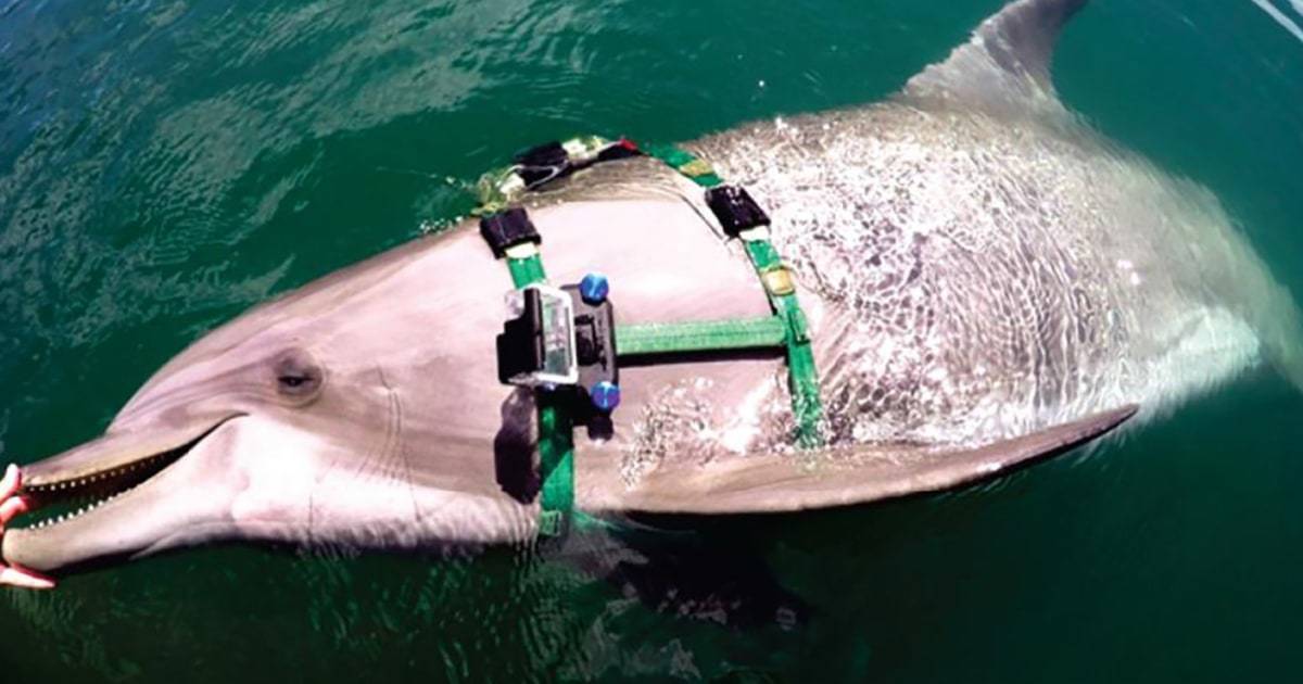 How do dolphins hunt? A research project provid...