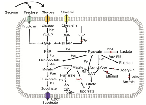 Progress on production of malic acid and succin...