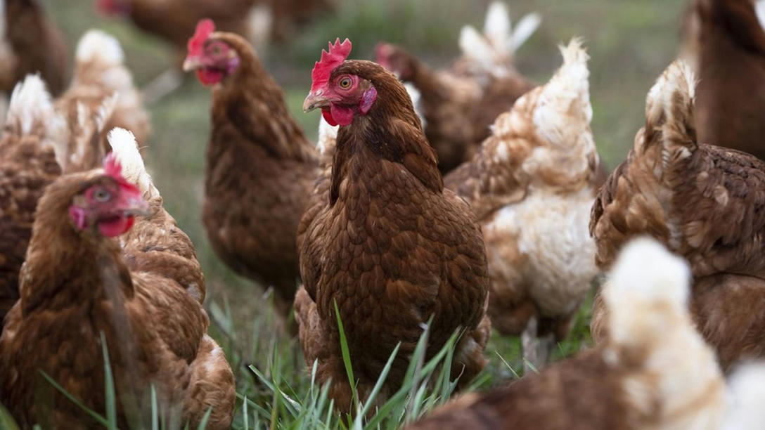 L'envolée du prix de la volaille refl&eg...