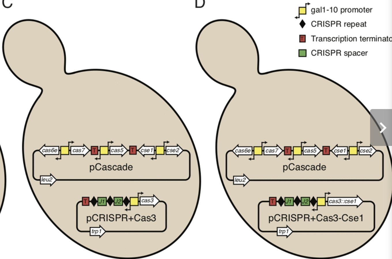 Type I-E CRISPR-Cas System as a Defense System ...
