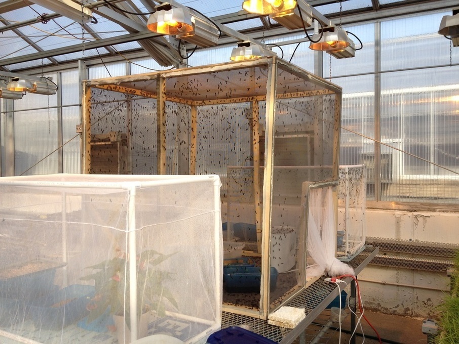 Intensive Black soldier fly farming | Pro...