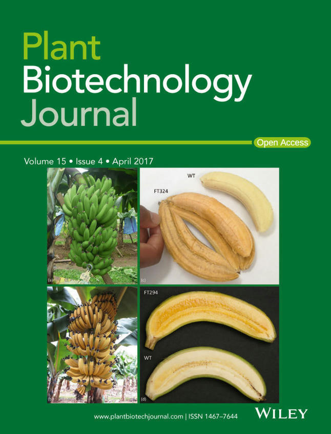 Golden bananas in the field: elevated fruit pro...