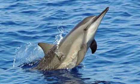 Fin-tastic news! Vital nutrients in DOLPHIN POO...