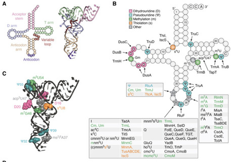 RNA modifying enzymes shape tRNA biogenesis and...