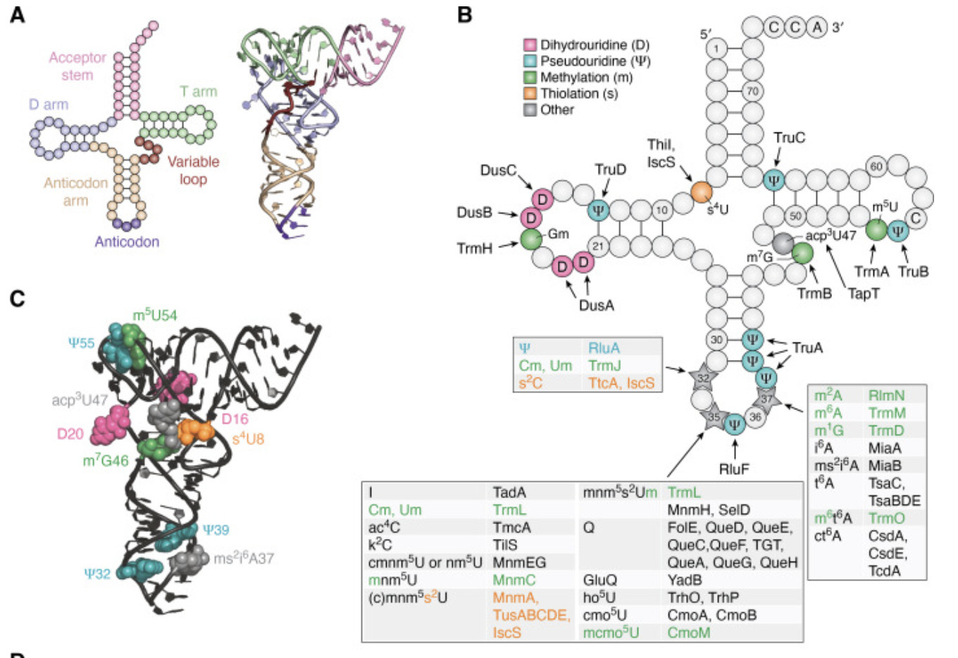 RNA modifying enzymes shape tRNA biogenesis and...