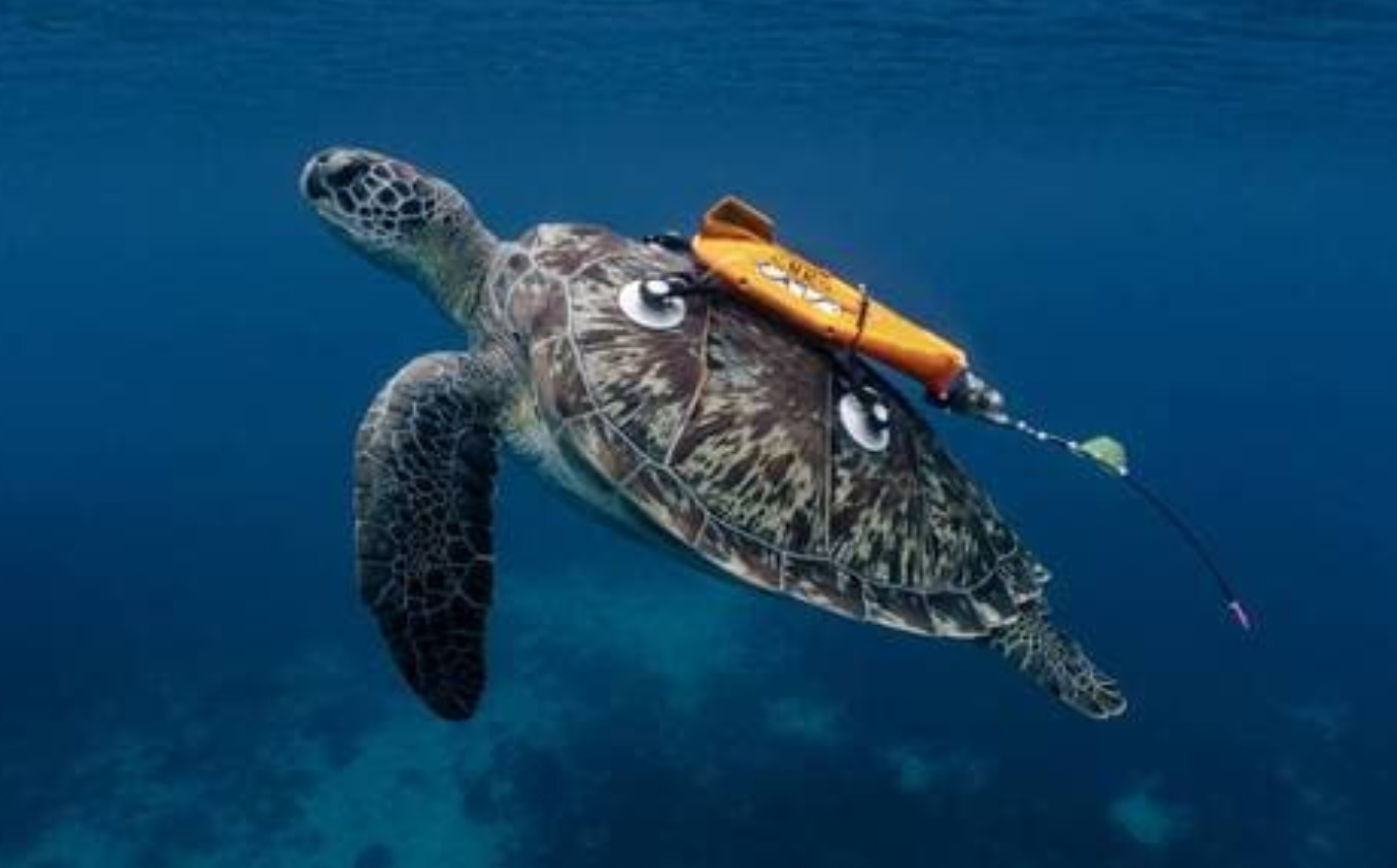 Isabelle Charrier dans Ouest France - Les tortu...