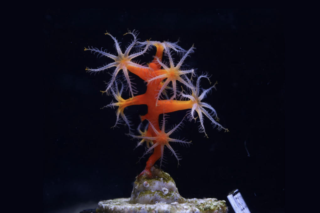 US pioneers restoration of deep water corals da...