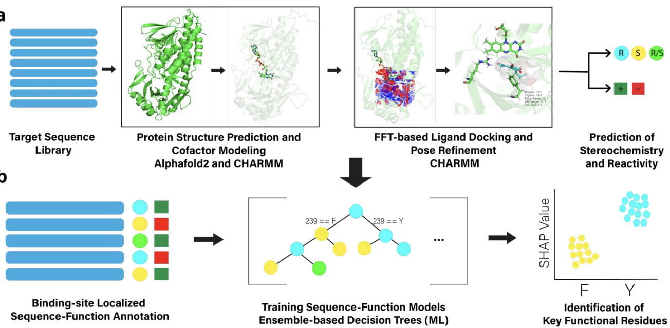 Guiding Discovery Of Protein Sequence Structure