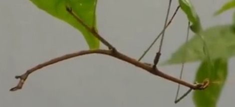 Stick Insect: 126 Million-Year Old Extinct Spec...
