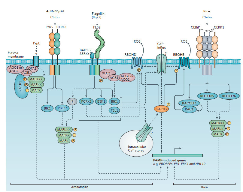 Regulation of pattern recognition receptor sign...