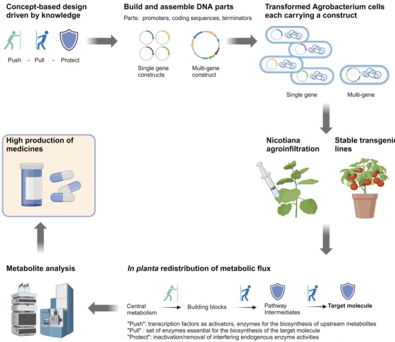 Plant synthetic biology for human health: advan...