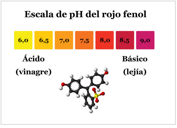 Escala de pH del rojo fenol | Artículos ...