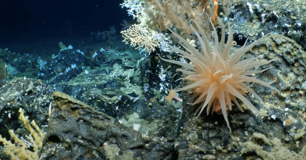 Stunning deep-sea reef "teeming with life&...