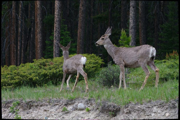 La « maladie du cerf zombie &ra...