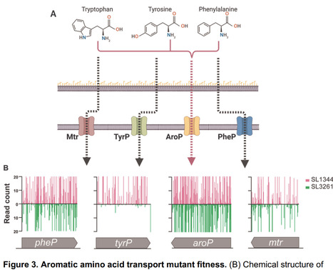 Transposon mutagenesis reveals differential ess...