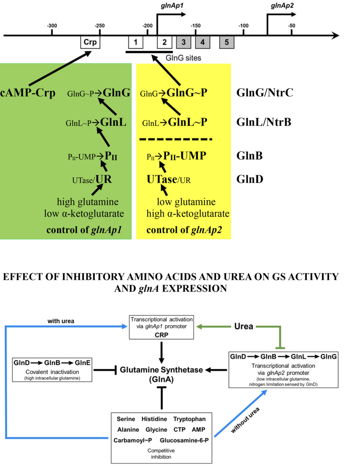 Abundant urinary amino acids activate glutamine...