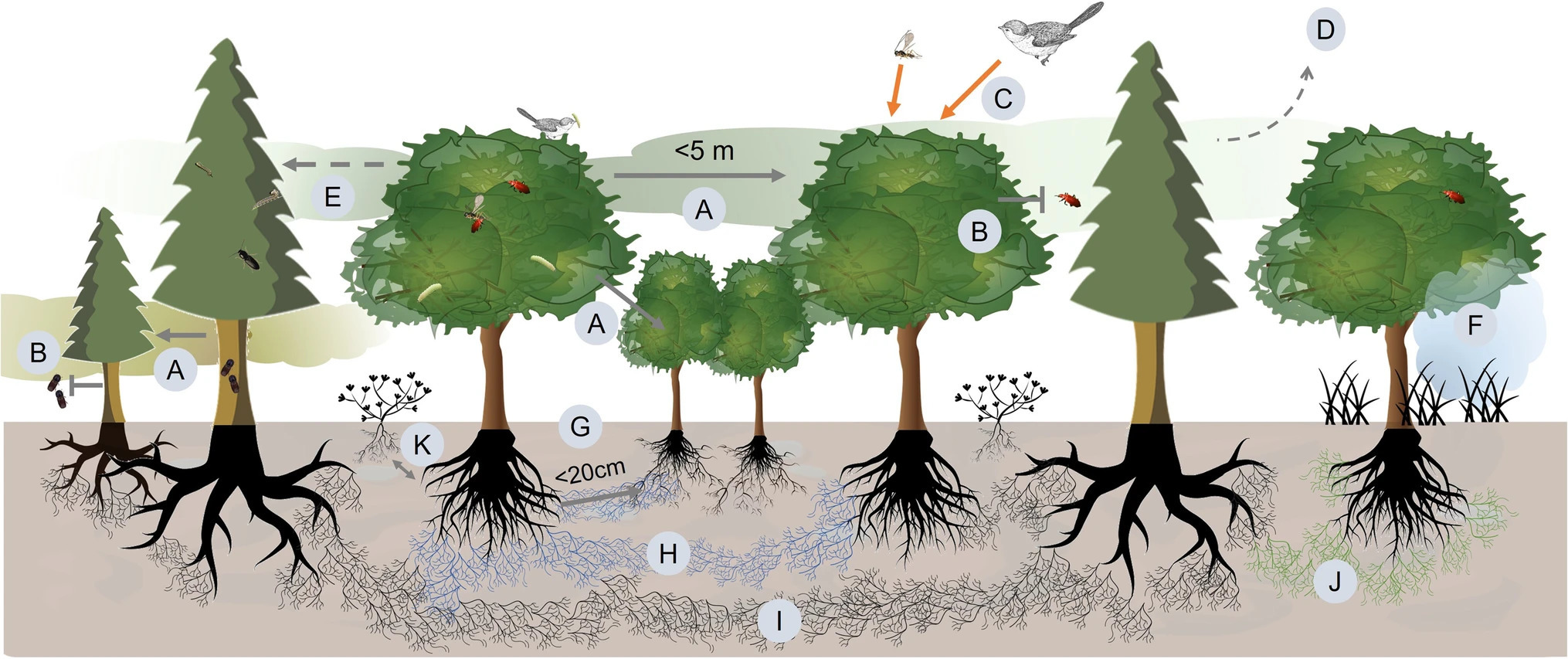 Les arbres communiquent entre eux et la plupart...