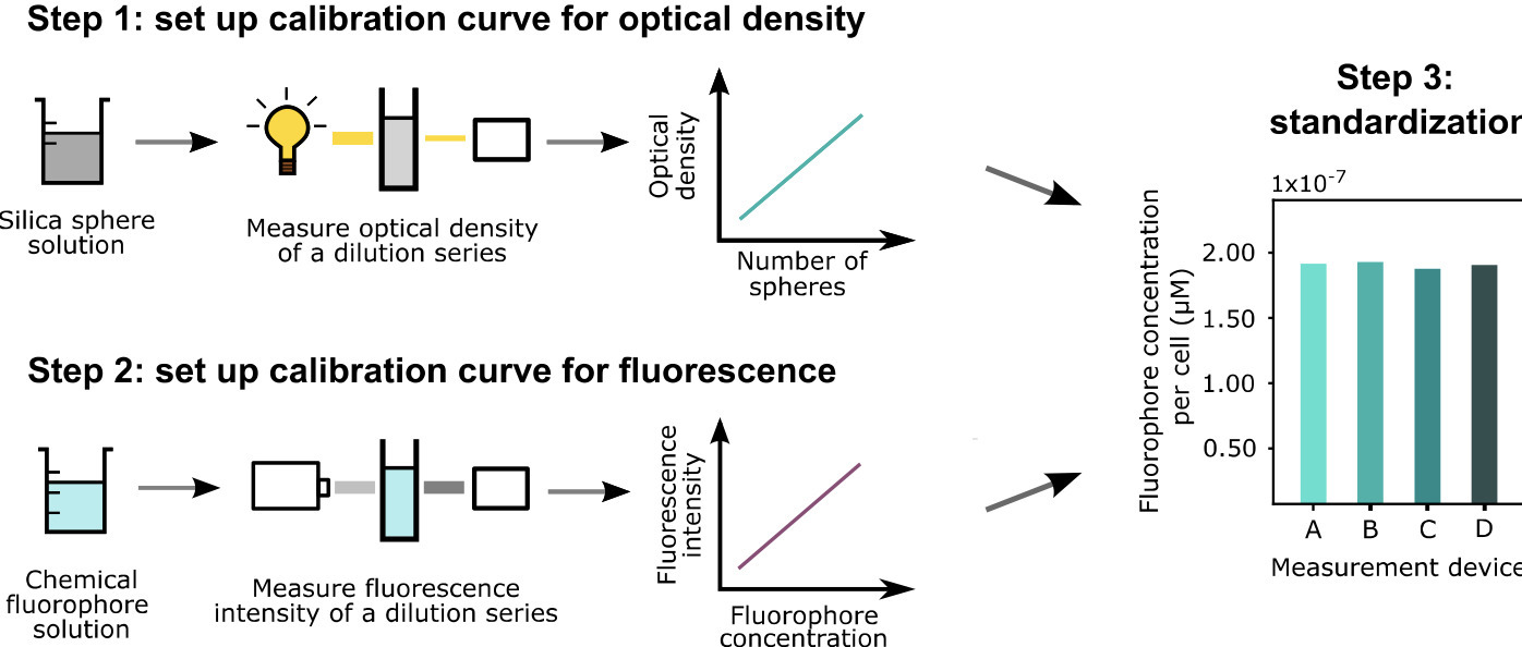 Standardization of Fluorescent Reporter Assays ...