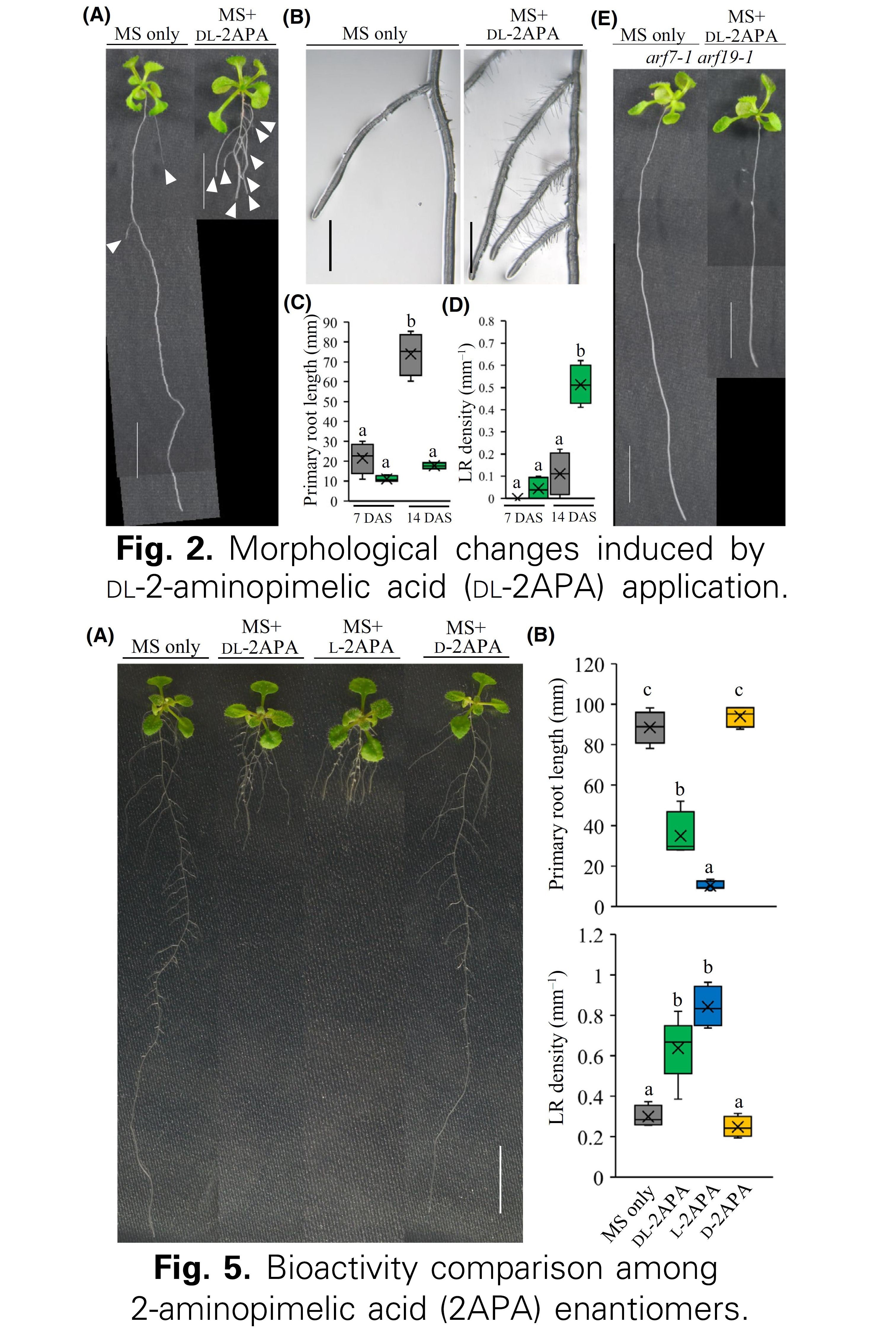 L-2-Aminopimelic acid acts as an auxin mimic to...