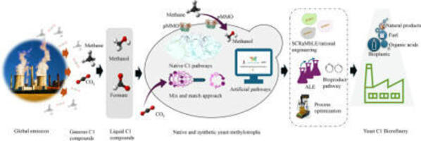 Yeast as C1 cell factory: Transforming methanol...
