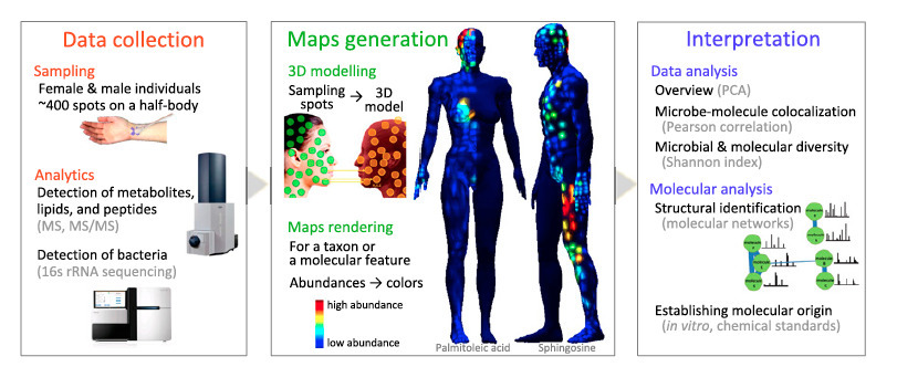 Molecular cartography of the human skin surface...