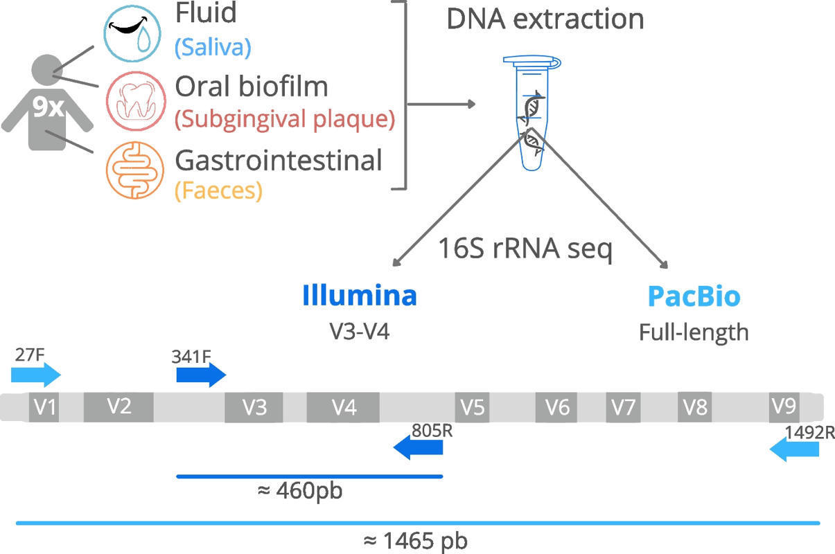 Full-length 16S rRNA gene sequencing by PacBio ...