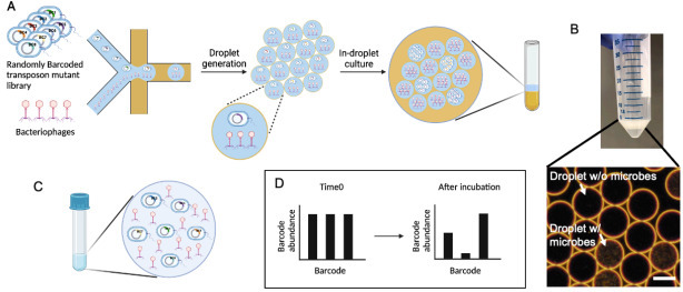 Droplet-based Random Barcode Transposon-site Se...