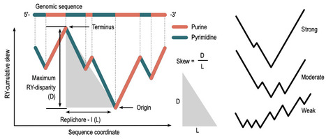 A novel bacterial protein family that catalyses...