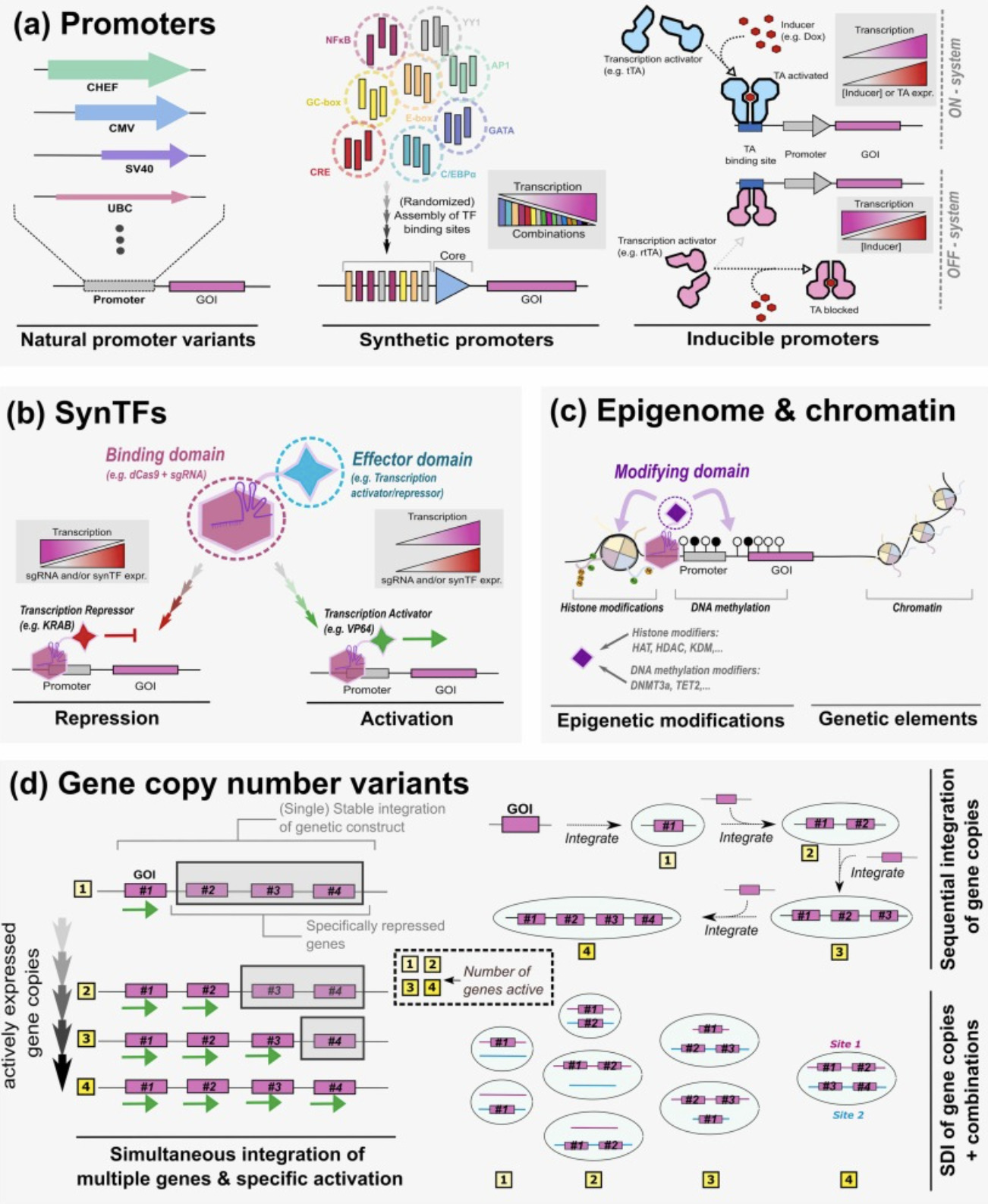 Manipulating gene expression levels in mammalia...