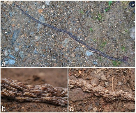 Fièvre catarrhale. La maladie de la &quo...