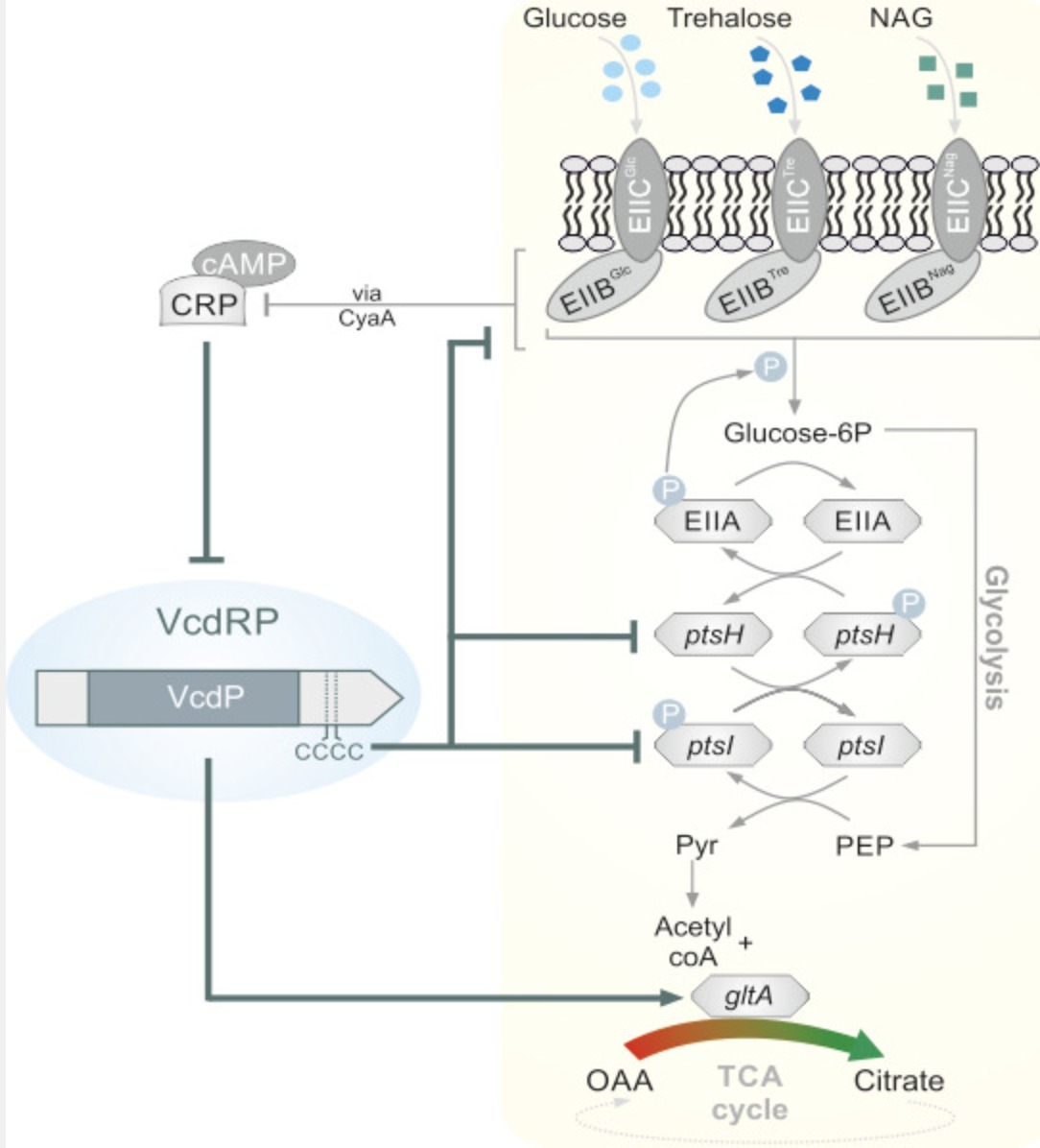 A dual-function RNA balances carbon uptake and ...