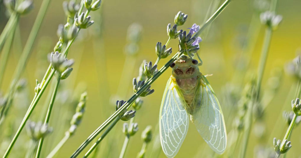Où sont passées les #cigales ...