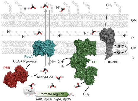 FocA and its central role in fine-tuning pH hom...