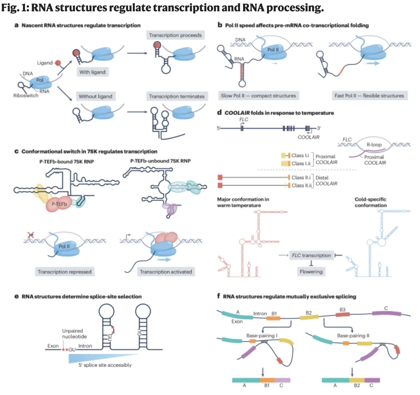 Identification of RNA structures and their role...