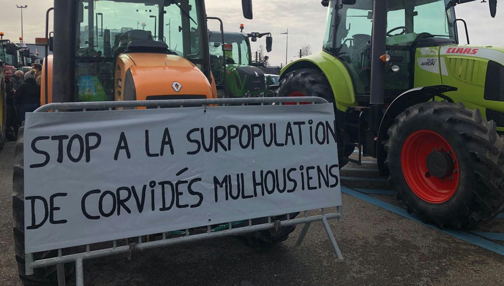 "Ils font d'énormes dég&acir...