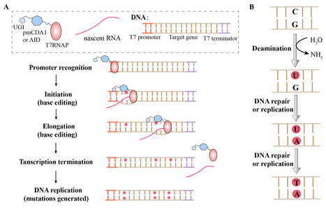 Continuous Evolution of Protein through T7 RNA ...