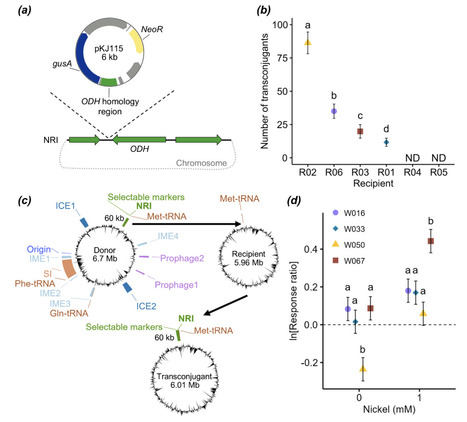 Production of bio-based lactones as monomers fo...