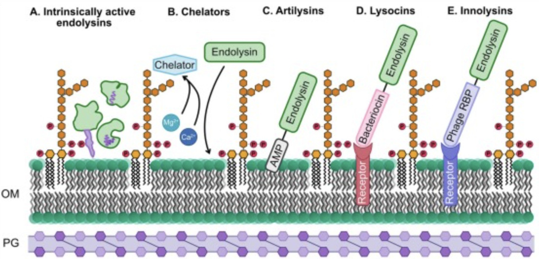 Gram-negative endolysins: overcoming the outer ...