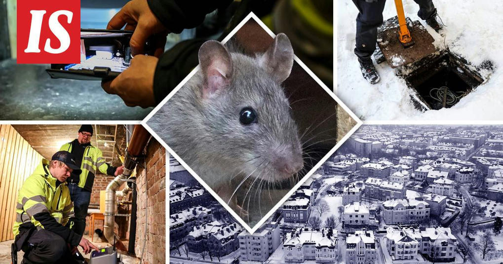 Rotta Suomessa: katso, missä niitä on...