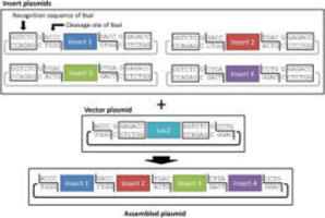 Updated Overview of TALEN Construction Systems ...
