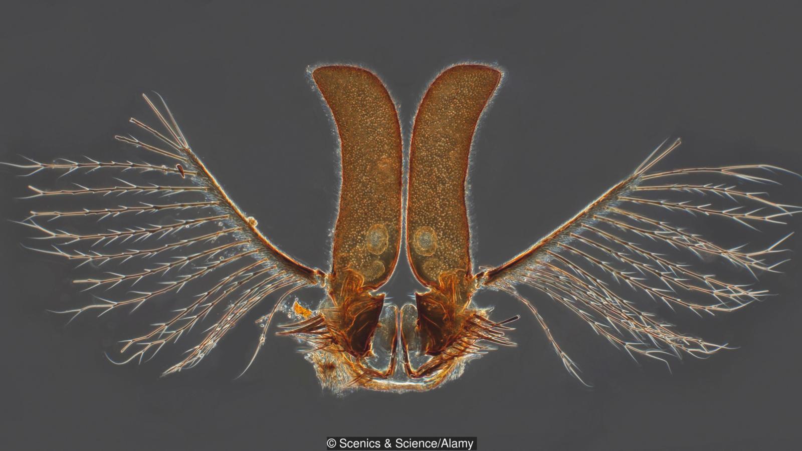 Le nouveau projet Trypa-no ! permettra d’...