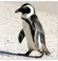 Tree of Life (biological classification ranks)