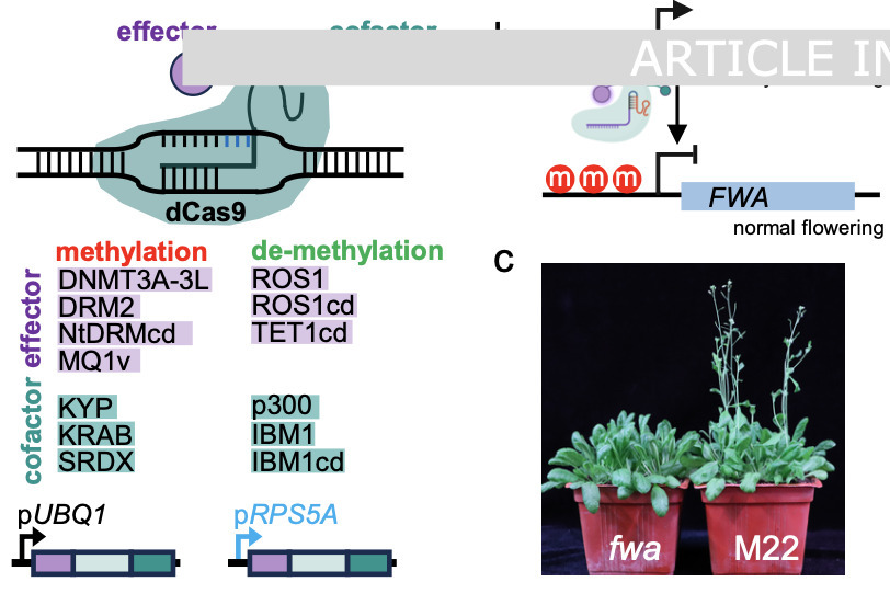 Versatile molecular tools enabling customizable...