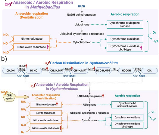 Enhancing NosZ Activity to Reduce N2O Emissions...