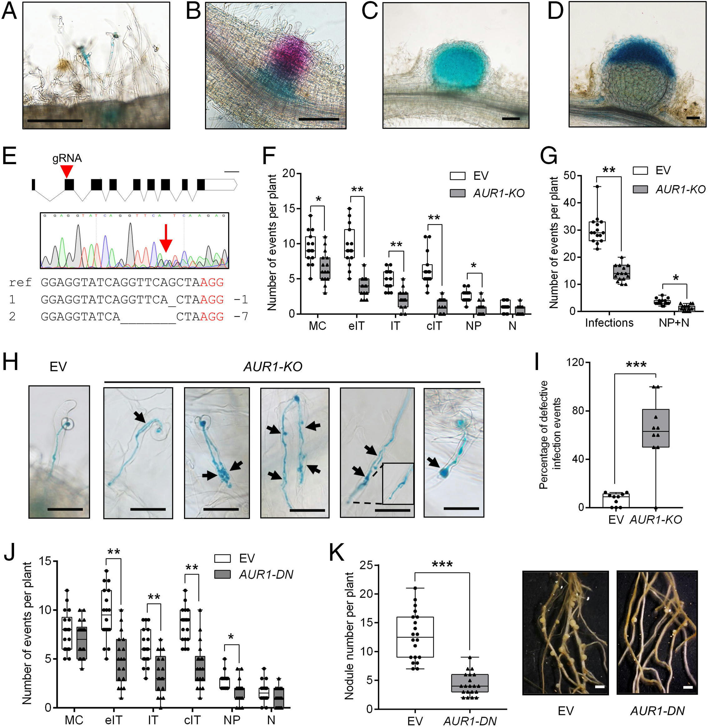 Intracellular infection by symbiotic bacteria r...
