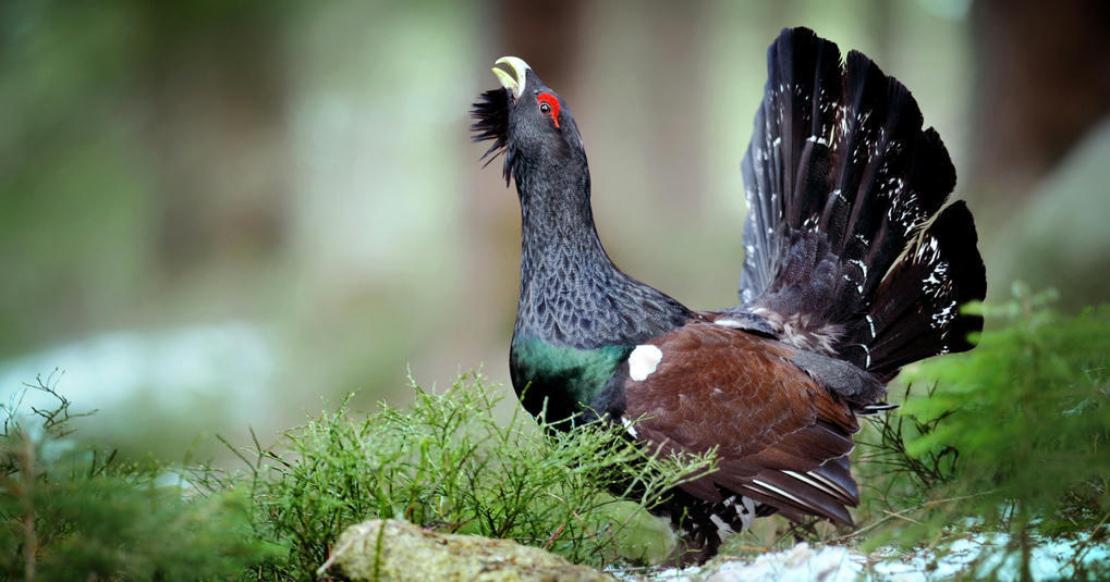 La chasse au grand tétras est suspendue ...